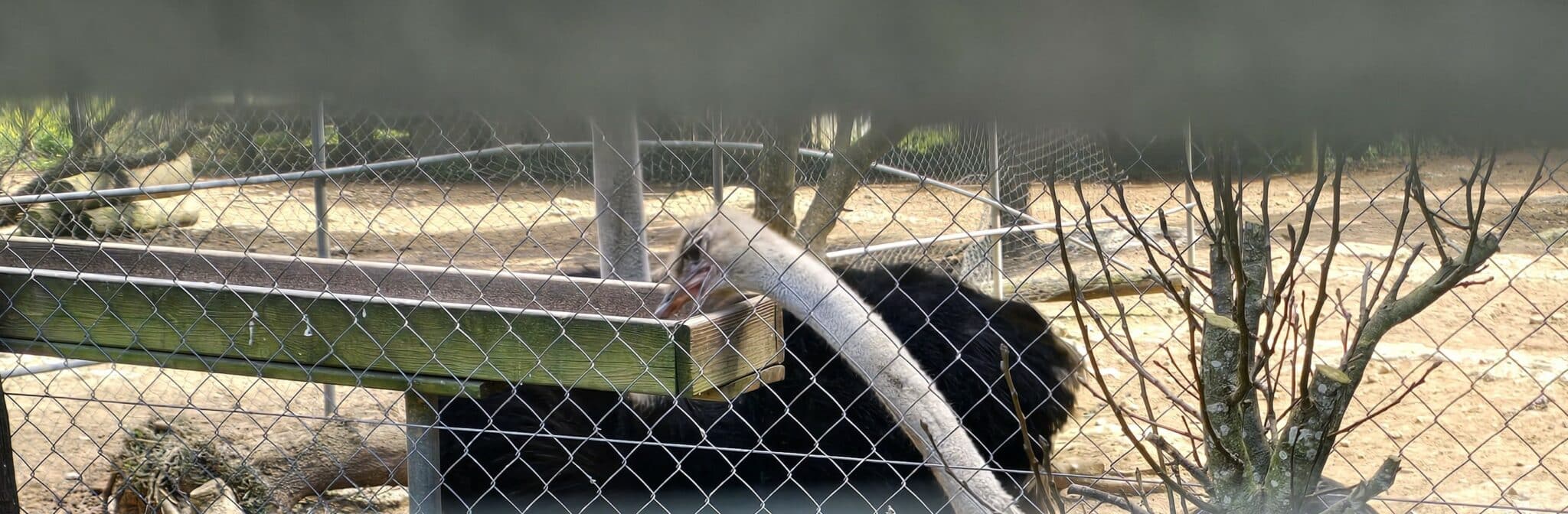 Visita al Zoo Lloc de Menorca